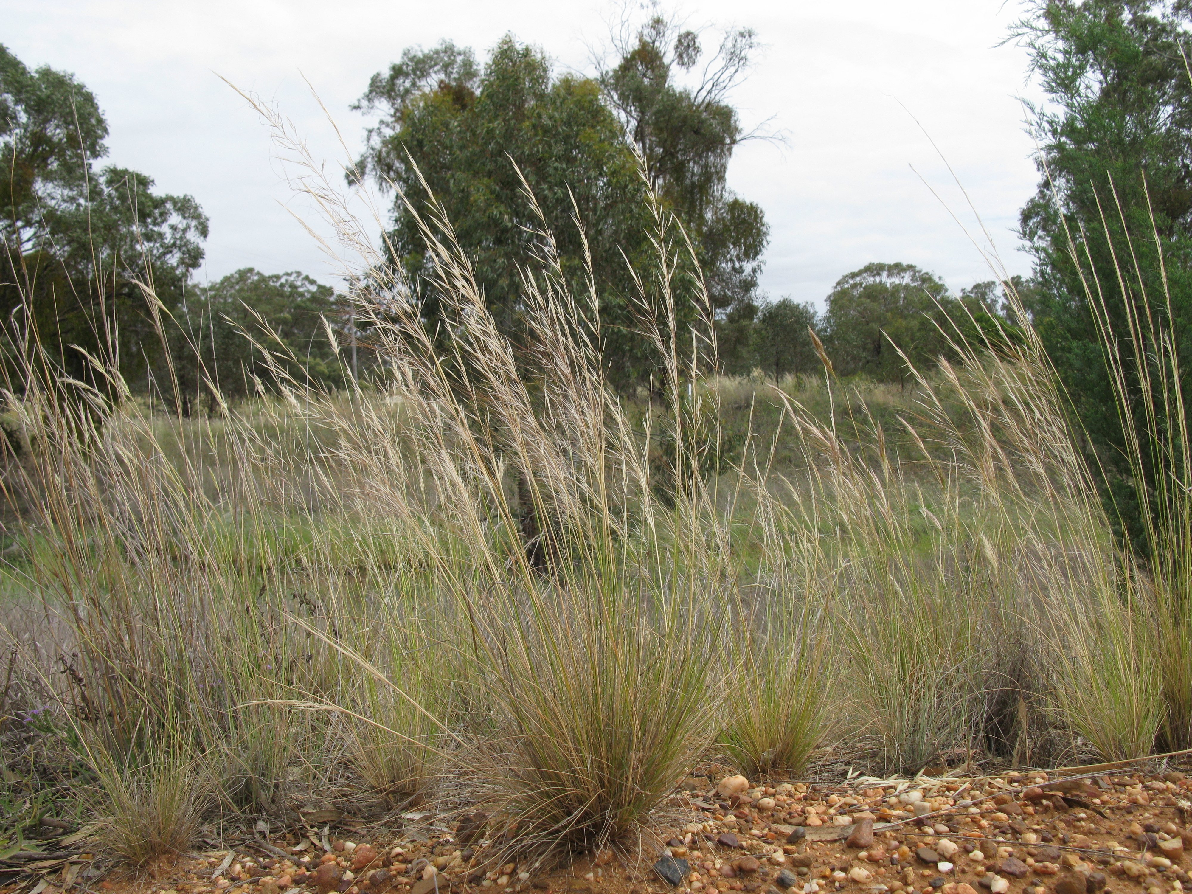 Grasses and Sedges