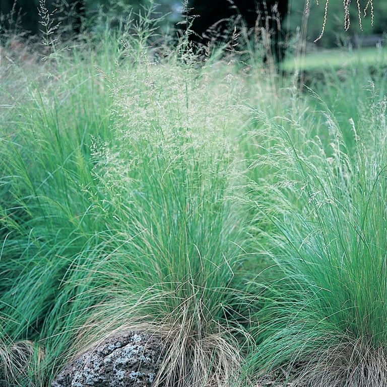 Grasses and Sedges