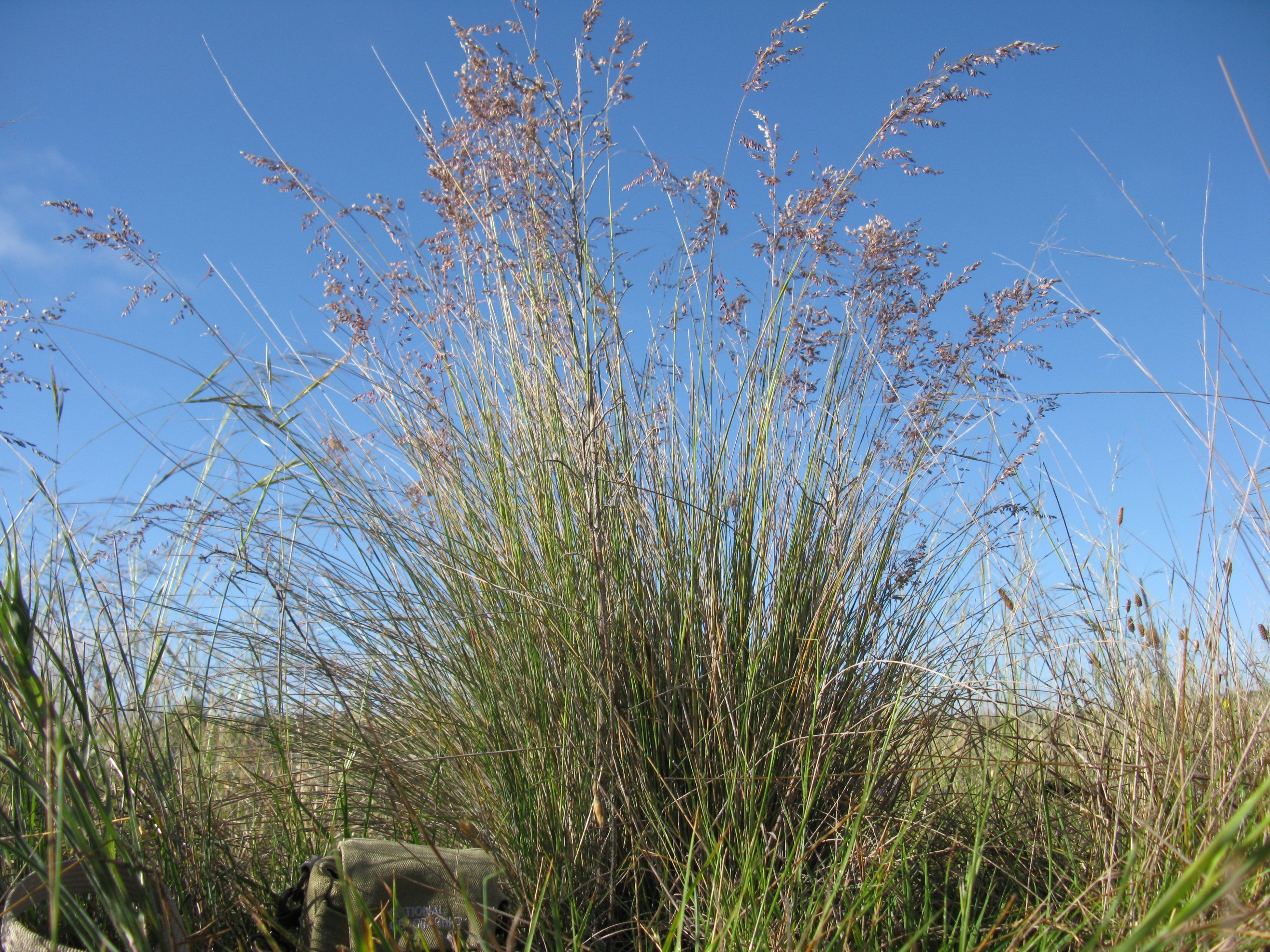 Grasses and Sedges